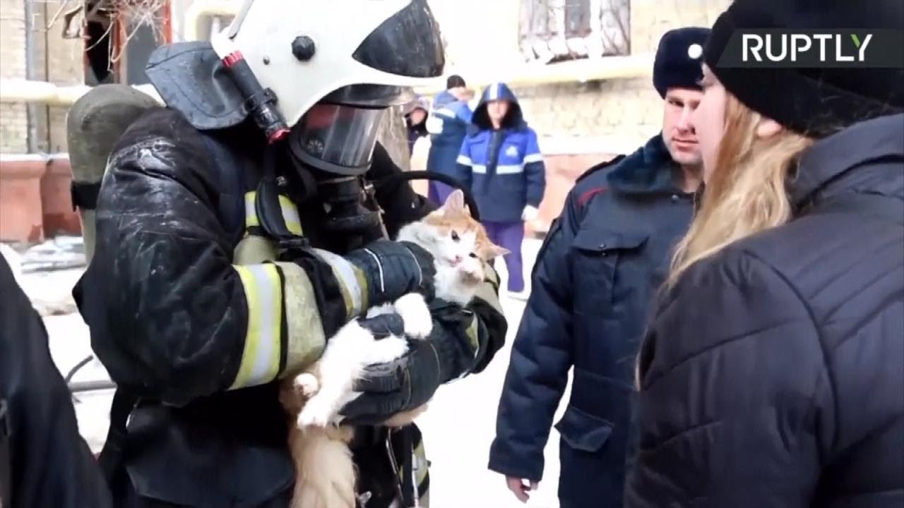 Firefighters Perform CPR on Cat in Heart-Stopping Footage - YouTube
