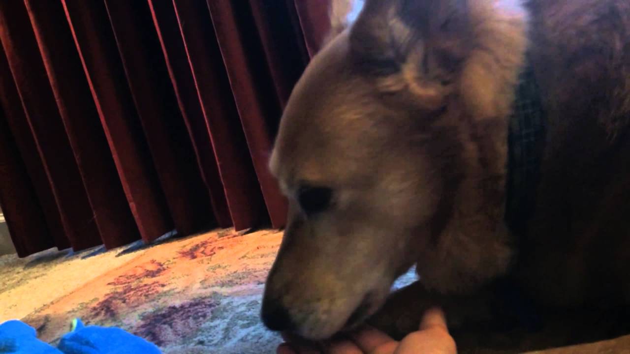 Held Captive: Pinned Down By Dog - YouTube