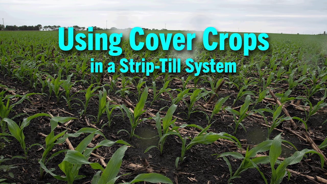 Using Cover Crops in a Strip Till System - YouTube