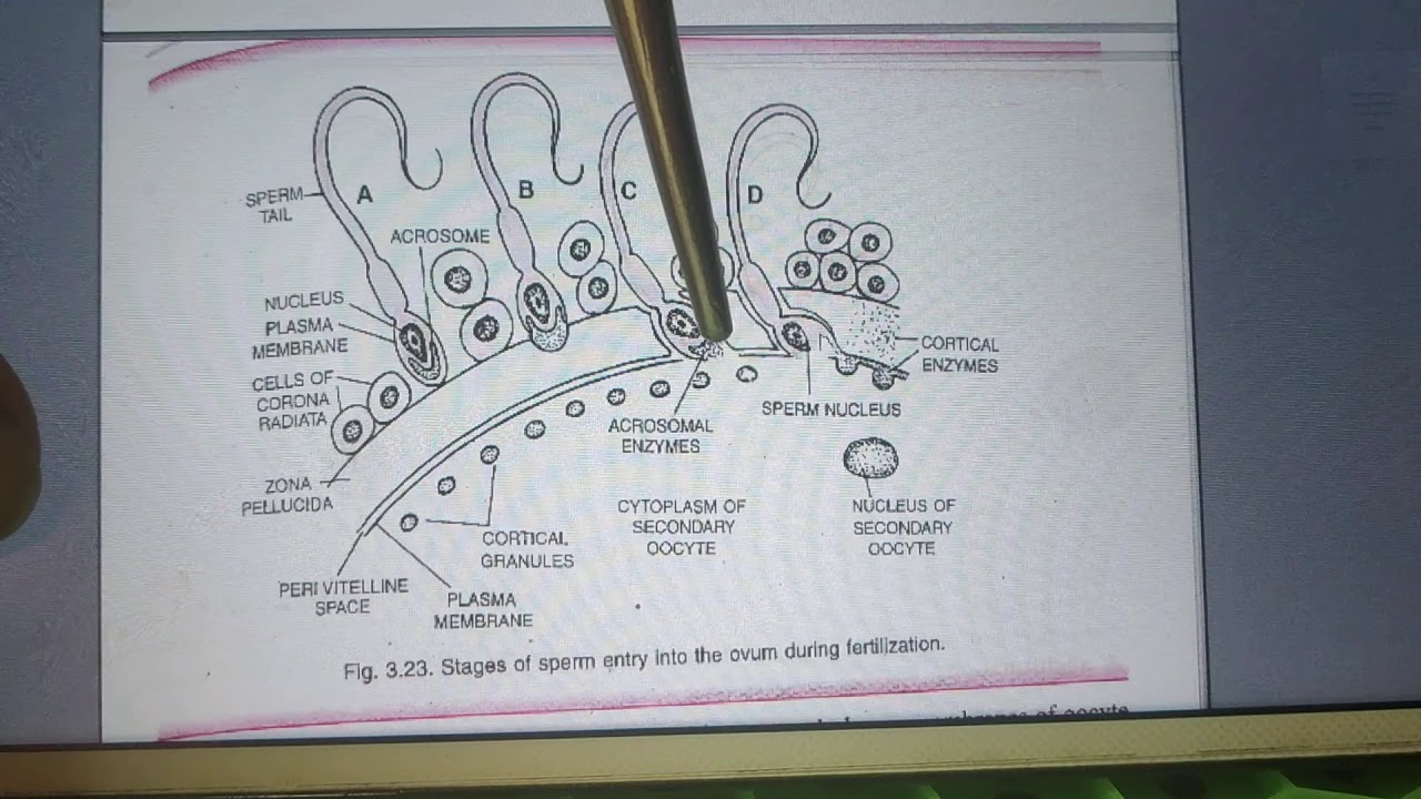 Class 12 Human Reproduction-Fertilization events and Cleavage - YouTube