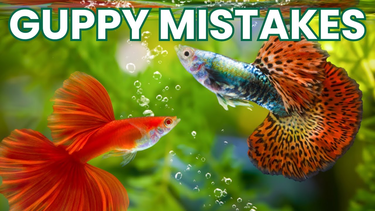 Common MISTAKES That EVERY GUPPY OWNER Should Avoid - YouTube