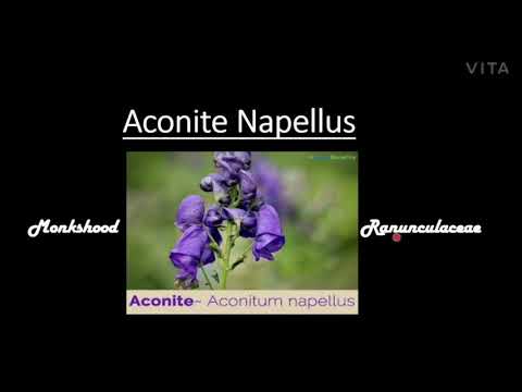 Aconite Napellus | Symptoms and Uses | Homeopathic medicine|Materia ...