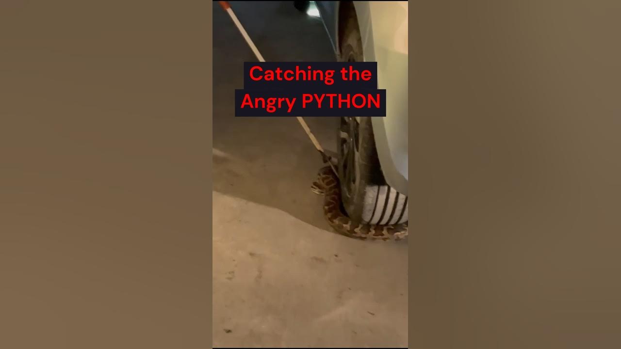 Live Catching the Angry Python अजगर In housing society #python #snake # ...