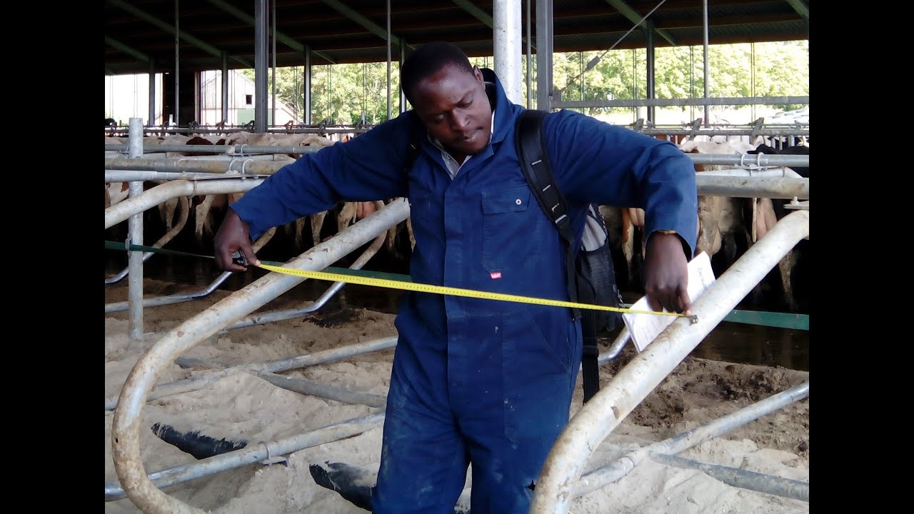 Testing Cow Comfort. - YouTube