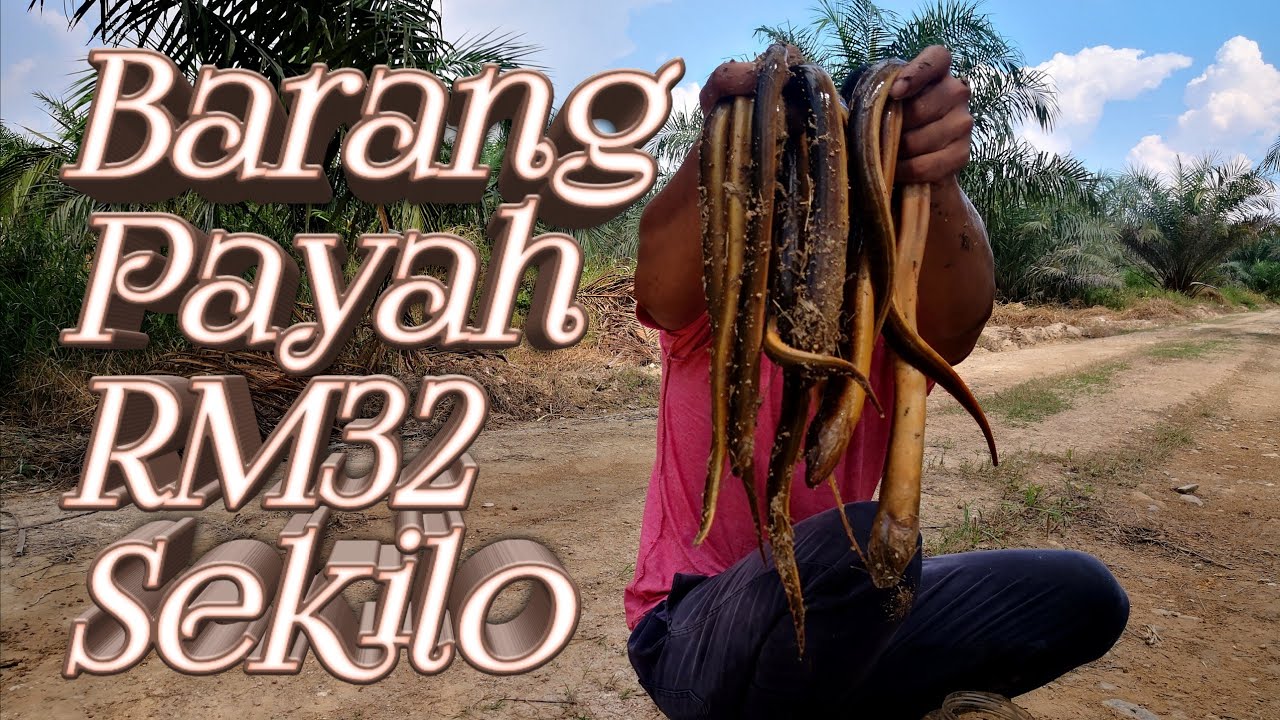 Tangkap Belut Di kebun Kelapa Sawit - YouTube