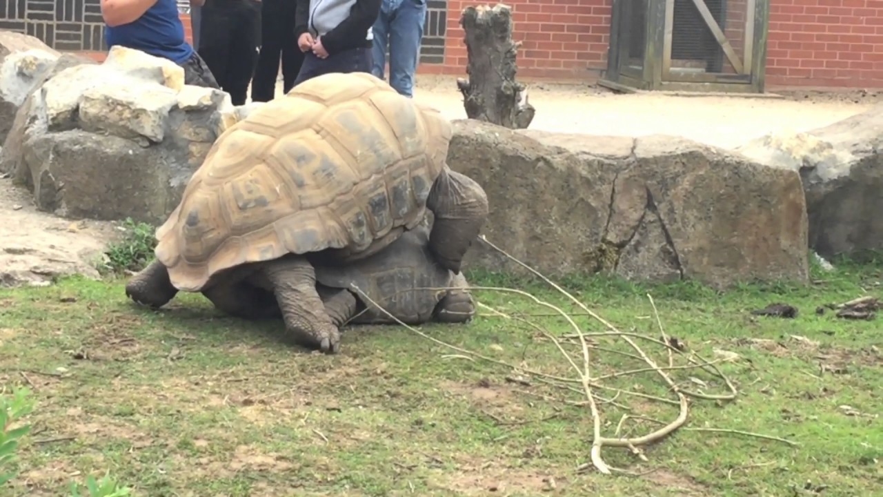 How tortoise make love and making a funny load noise - YouTube