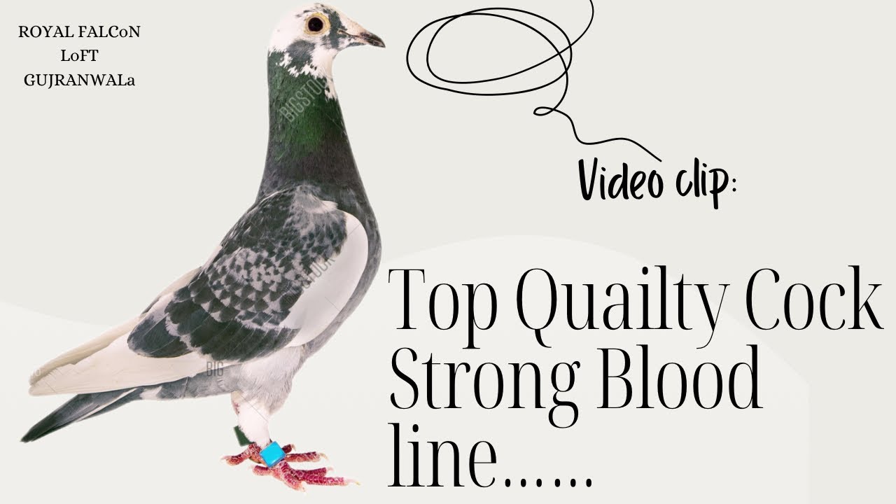 |Racing Pigeon | Top Quailty With Beauty Strong Line Cock | Birds ...
