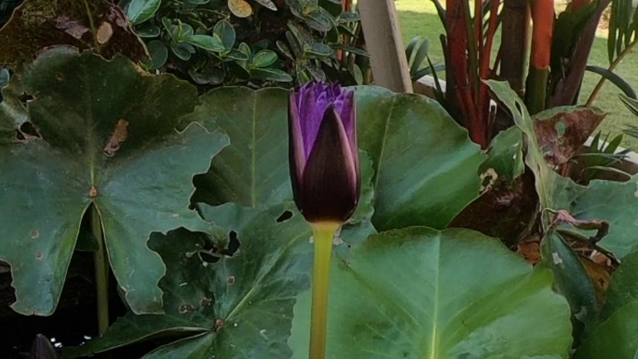 Eclosion d'une fleur de nénuphar - YouTube