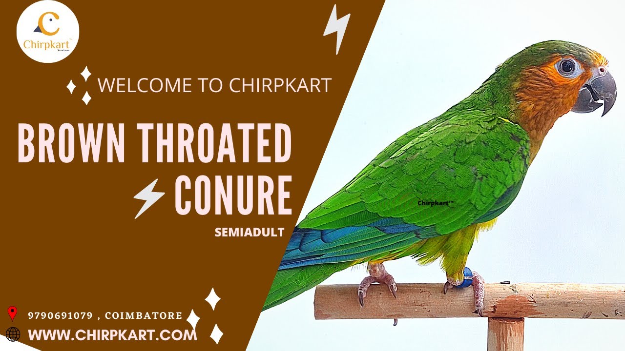 BROWN THROATED CONURE || CONURE BIRDS || EXOTIC LOVE BIRDS || CHIRPKART ...