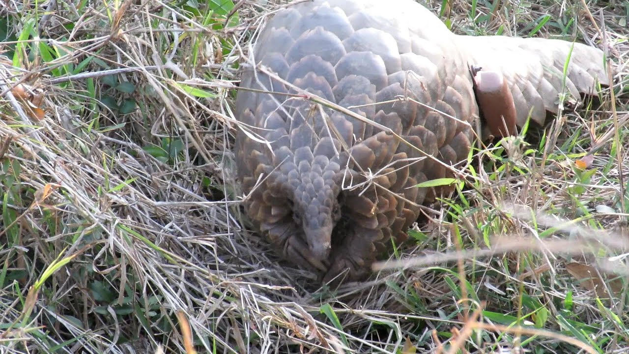 Pangolin foraging for ants, breaking into a log - YouTube