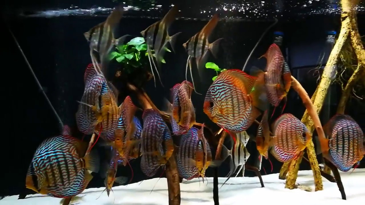 Altum Angel & Red Turquoise Discus - by Christian Knauth - YouTube
