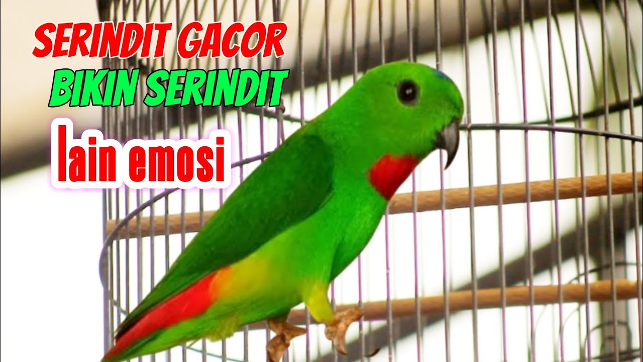 SERINDIT PANCINGAN GACOR MEMANGGIL || AMPUH BIKIN SERINDIT LAIN EMOSI ...