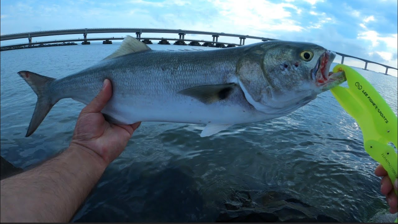 Fishing for Monster Bluefish at Oregon Inlet/Cape Hatteras: Top Water ...