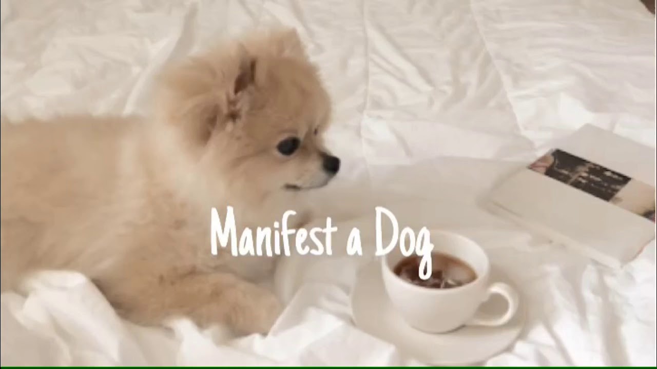 Manifest a Dog Subliminal ♡ - YouTube