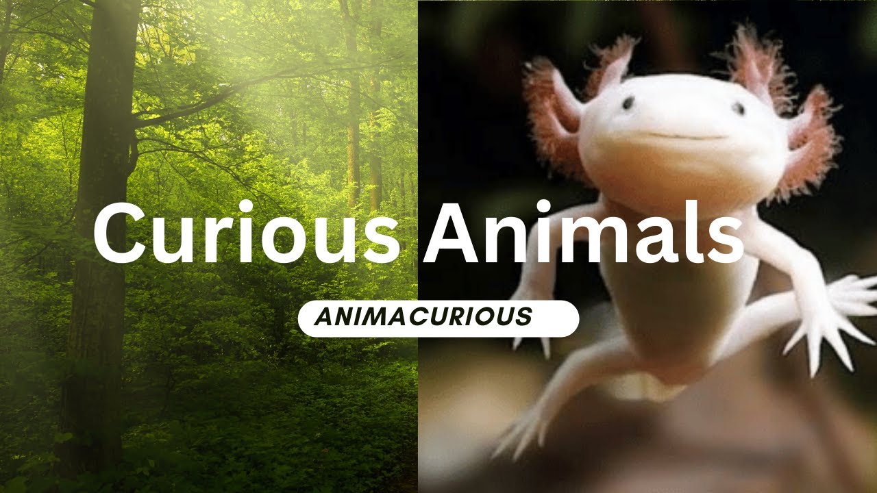 Do you know these curious animals? - YouTube