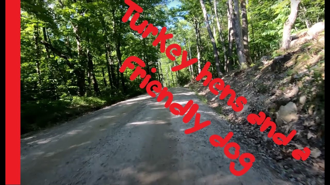 #7 NH Hampster: Cloves-Stevens Brook Natural Area to Dorchester Road ...