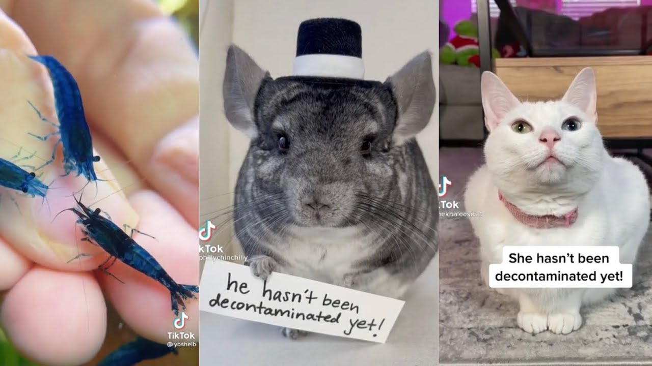 He hasn’t Been Decontaminated Yet | Pet Edition - YouTube