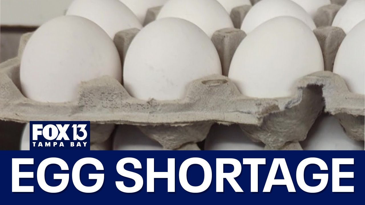 Bird flu brings egg shortage to some grocery stores - YouTube