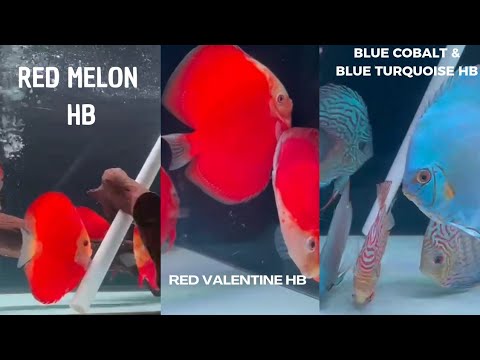 Red Melon HB, Red Valentine HB, Blue Cobalt HB & Blue Turquoise HB ...