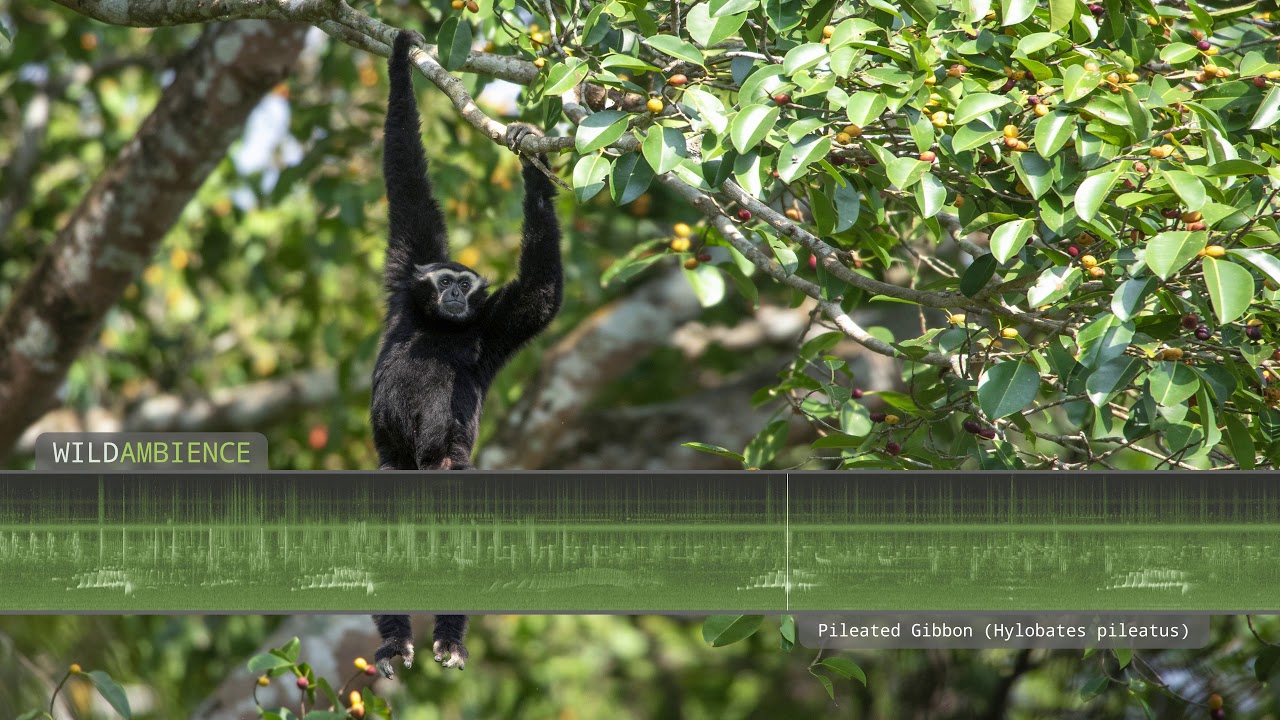 Pileated Gibbon singing - The sounds of gibbons calling in Khao Yai ...