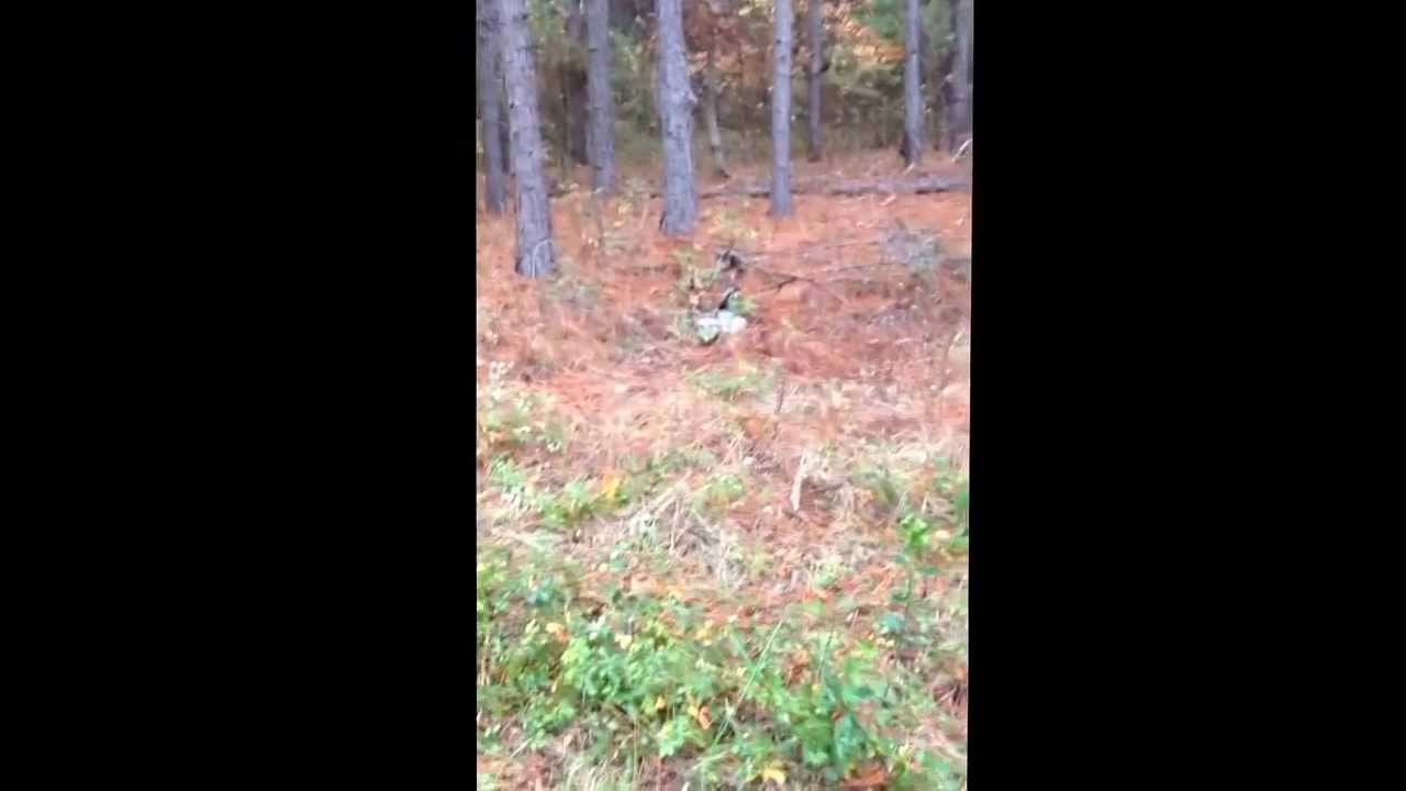 trapping grey fox on flat set - YouTube