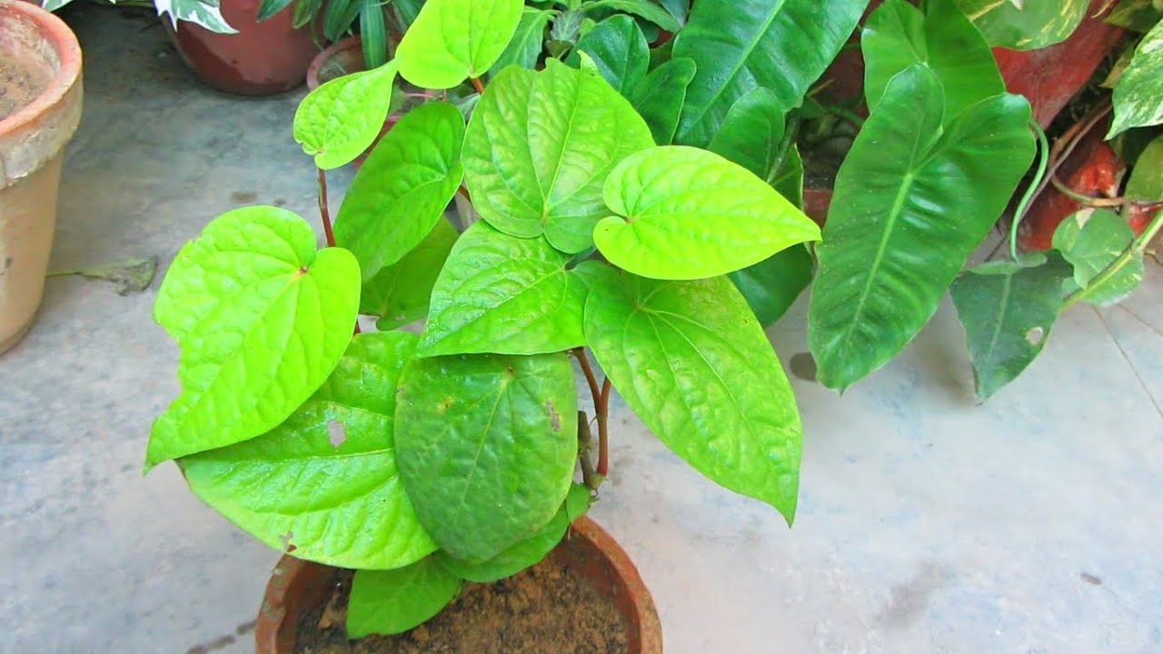 Paan Plant Caring Tips Betel Leaf Urdu Hindi YouTube paan-plant-caring-tips-betel-leaf-urdu-hindi-youtube