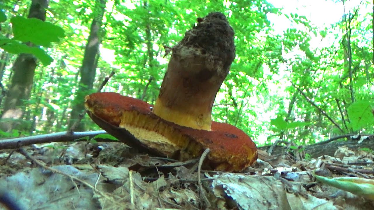 Zeleni Vrganj - Neoboletus praestigiator - Opis ispod videa - YouTube