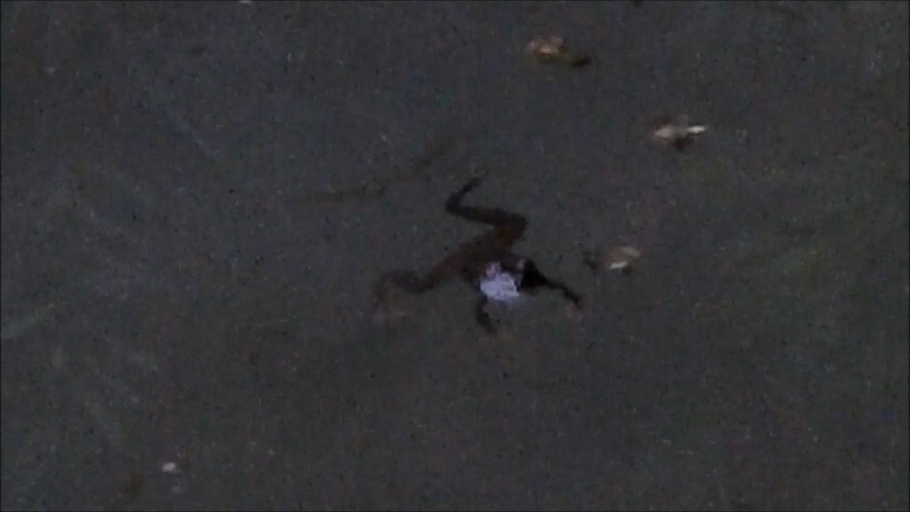 Frogs, Lysos, Cyprus - YouTube