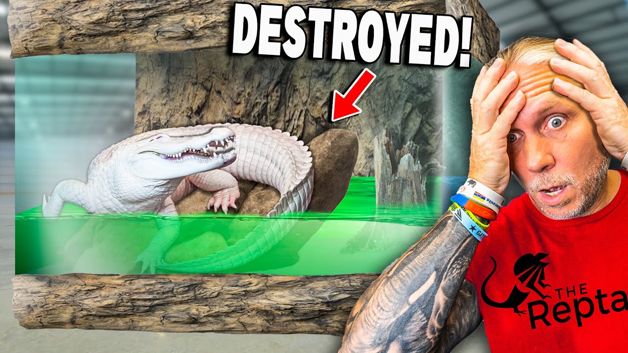 My Albino Alligator Tank Is DESTROYED! - YouTube