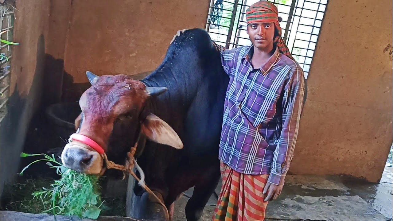 Rural life of bengali community - Cow farming - Village life of ...