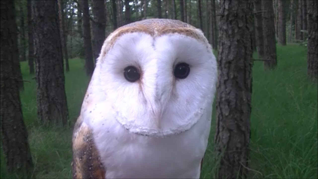 This is what a car sick owl looks like + going for a walk with Lookie ...