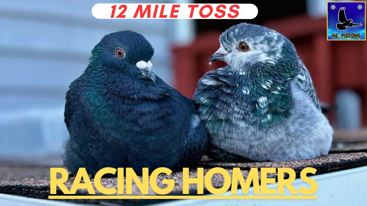 Racing Homer Pigeons - 12 Mile Toss - YouTube