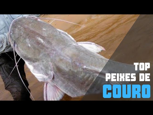Tipos De Nomes De Peixes Peixe – Wikipédia, A Enciclopédia Livre