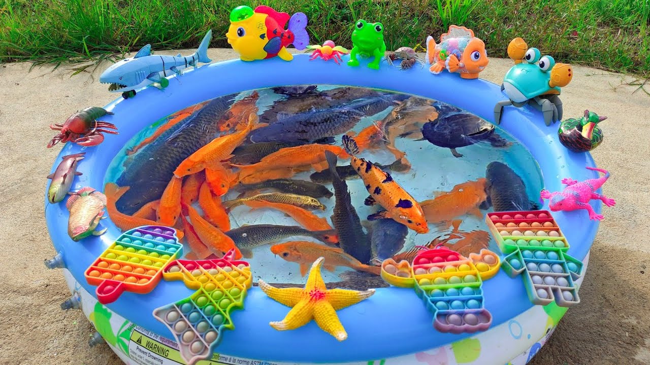 Cute Fish in The Pond, Shark, Duck, Crab, Turtle, Nemo, Koki fish ...