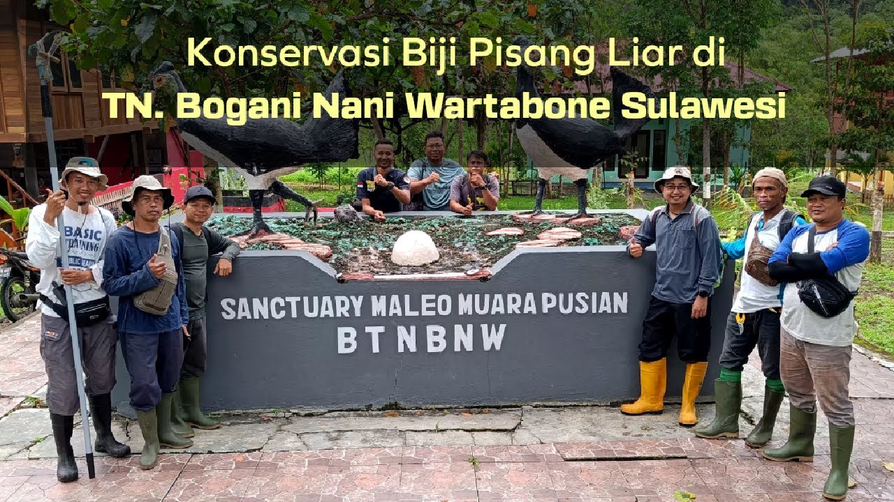 Konservasi dan eksplorasi biji pisang Liar (Musa spp) dari Sulawesi ...