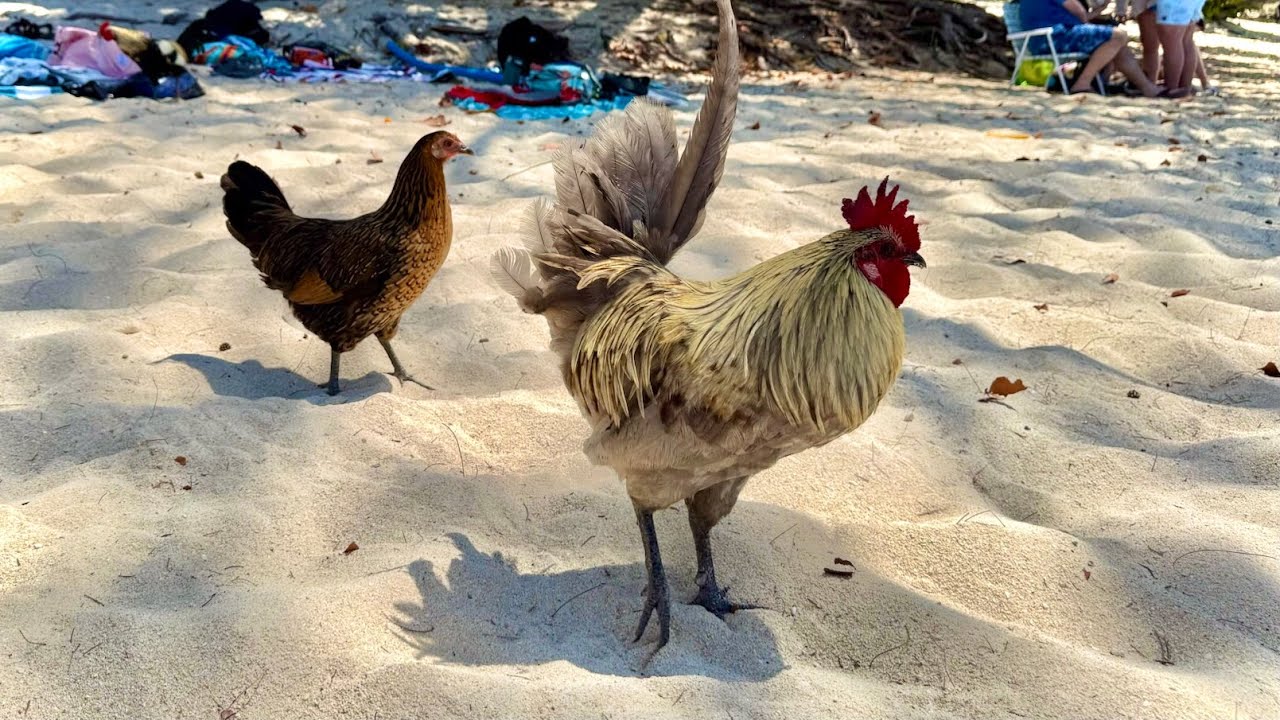 Beach Chickens | Grand Cayman - YouTube