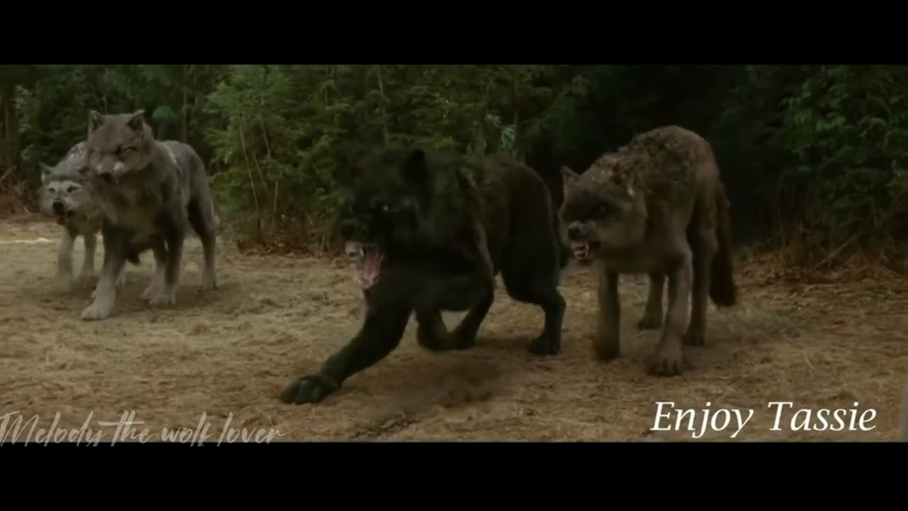 Twilight wolves-calm down - YouTube