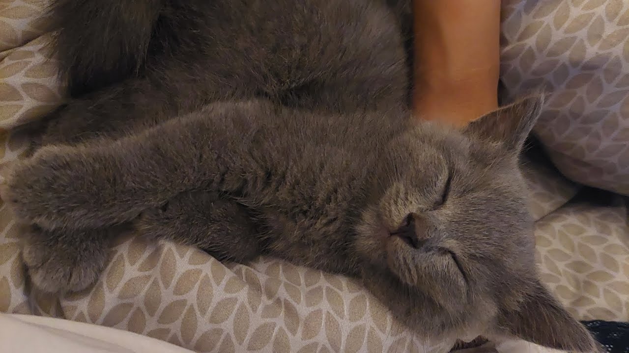 Playful Adorable Pablo the Kitten - YouTube