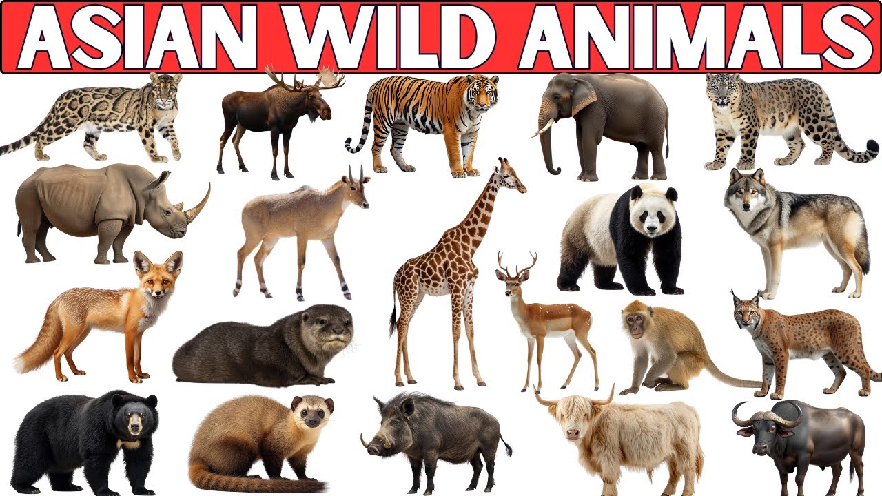 Wild Animals for Children | 20 Asian Wildlife Animals – A Great ...