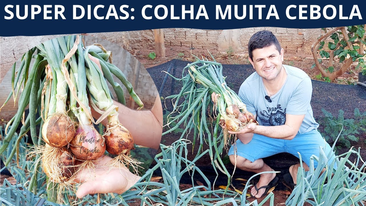 COLHA QUILOS de CEBOLA de CABEÇA com essas DEZ DICAS. Completo: como ...