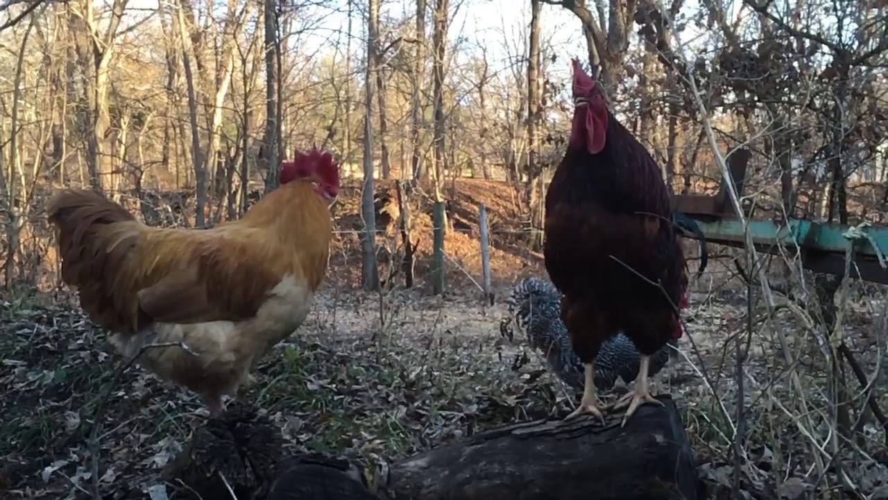 Slow motion of a rooster crowing. - YouTube