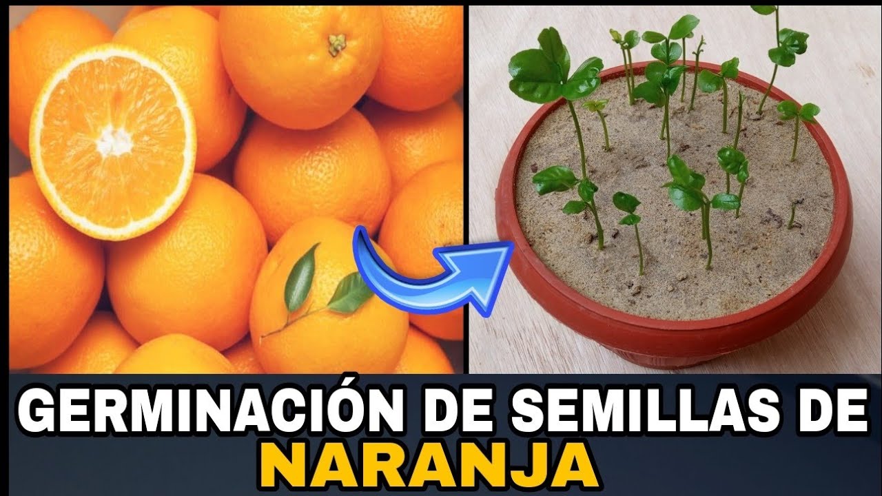 LA MEJOR FORMA DE GERMINAR NUESTRAS SEMILLAS DE NARANJA 🍊,más fácil ...
