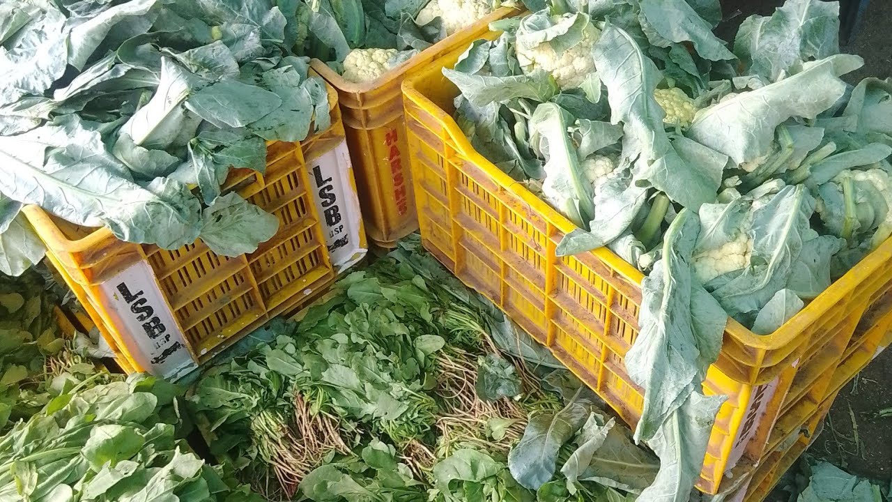 Indian farming,Indian farmer,mushroom ki kheti, paira mushroom ki kheti ...