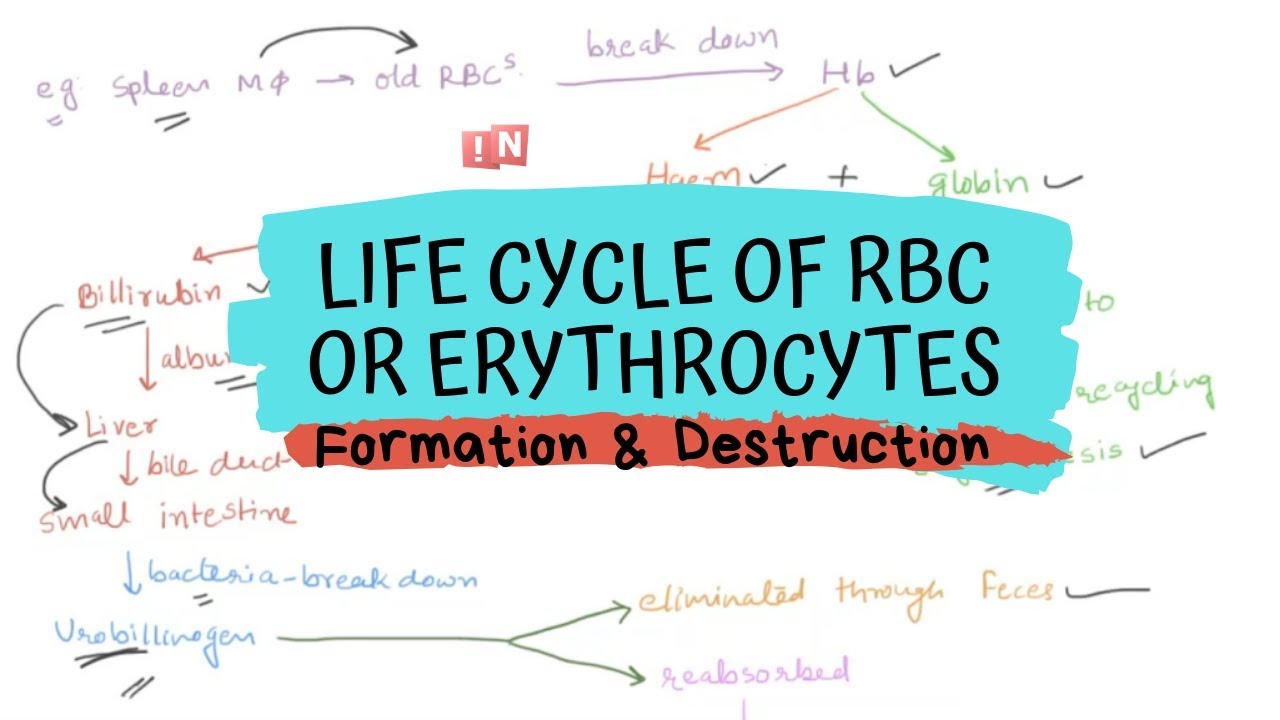 Life cycle of RBC or Erythrocytes - Formation and Destruction - YouTube