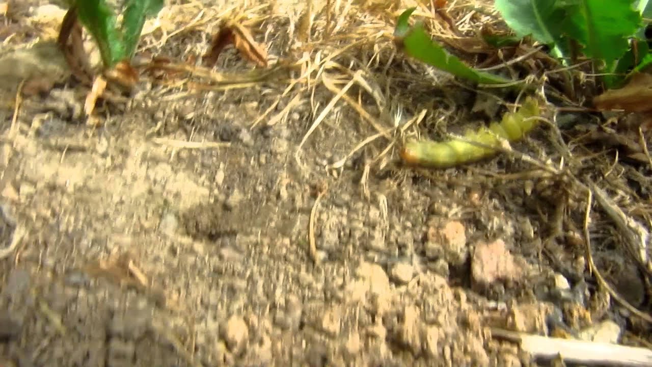 Kutilka písečná (Ammophila sabulosa) a její kořist - YouTube