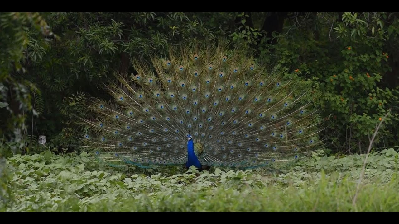 Indian Peafowl THE PRIDE of INDIA - The Endless Colors with Endless ...