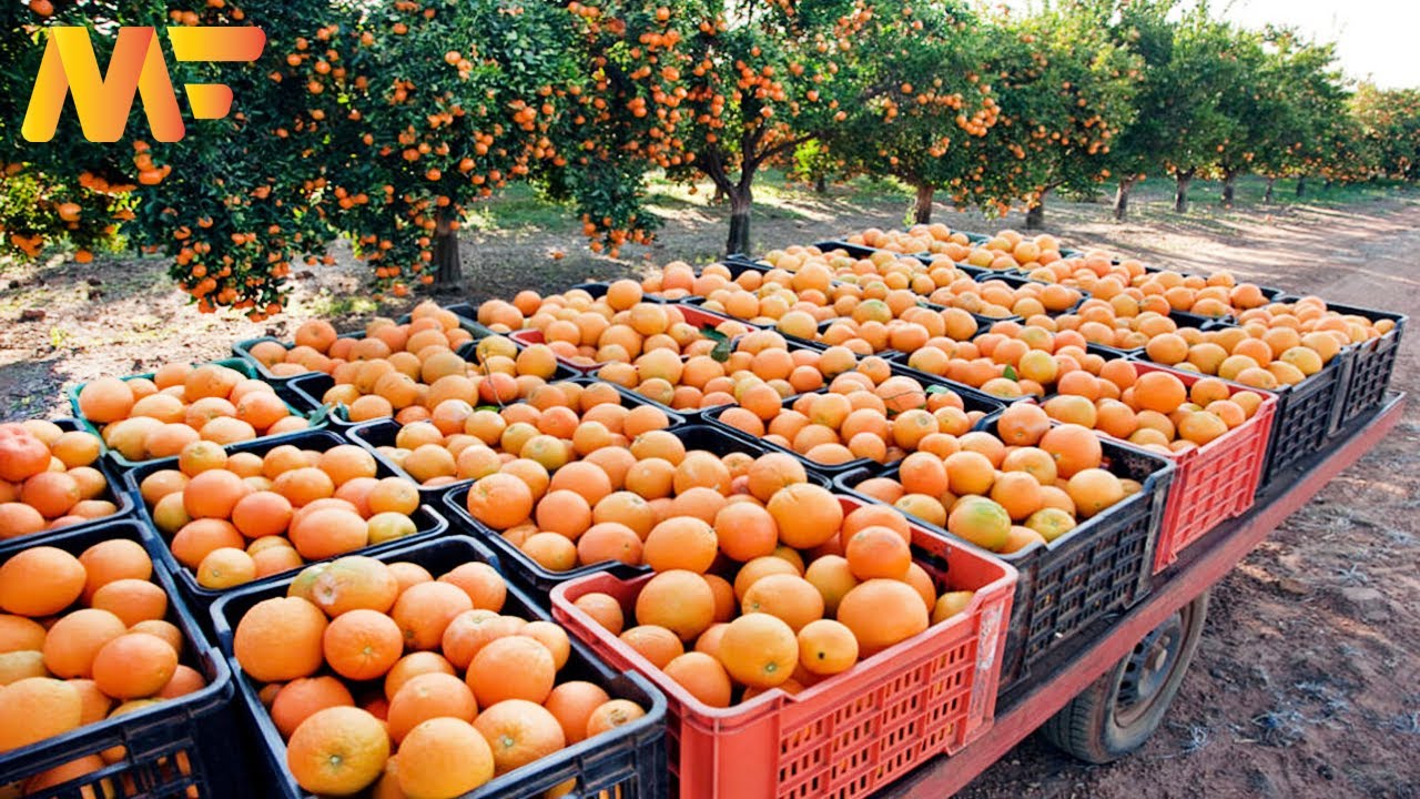 Amazing Orange Farming And Fresh Orange Juice Factory | Orange ...