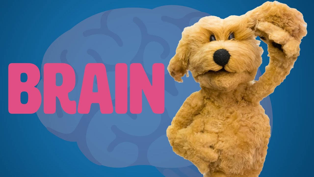 How To Make A Puppet Brain! - Puppet Building 101 - YouTube