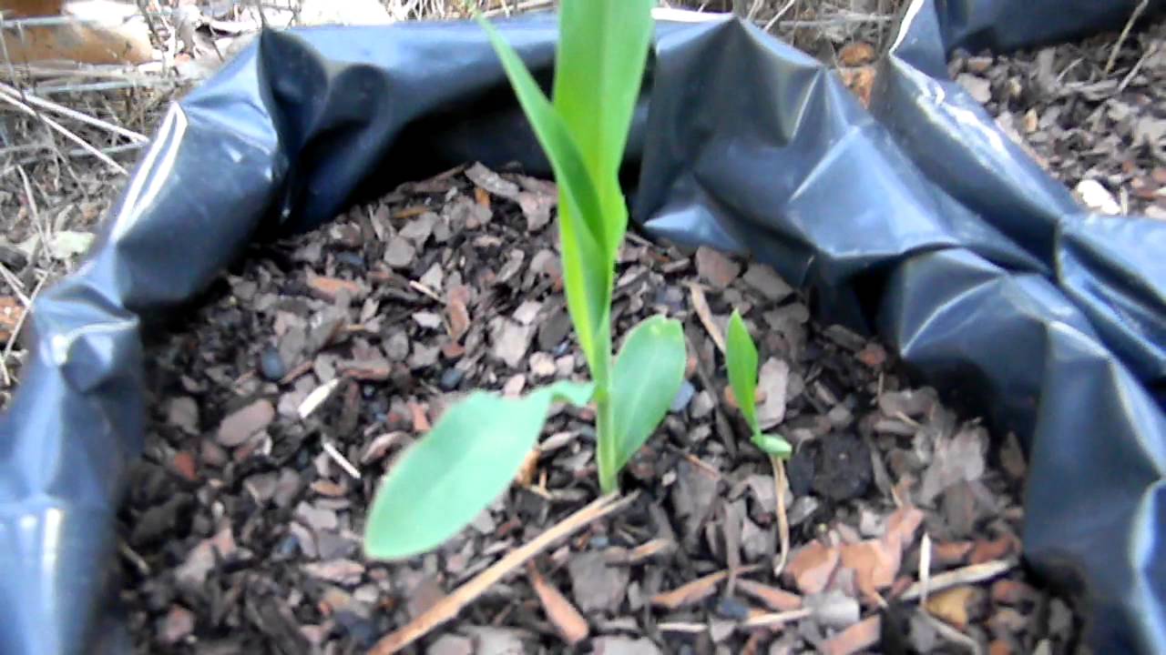 sweet corn in bags updated 6 16 11 - YouTube