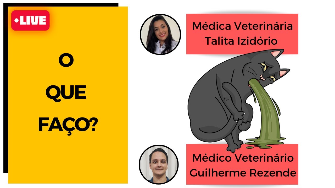 🔴 GATO VOMITANDO - O que pode ser ? É normal ? Quais as causas ? 😱 ...
